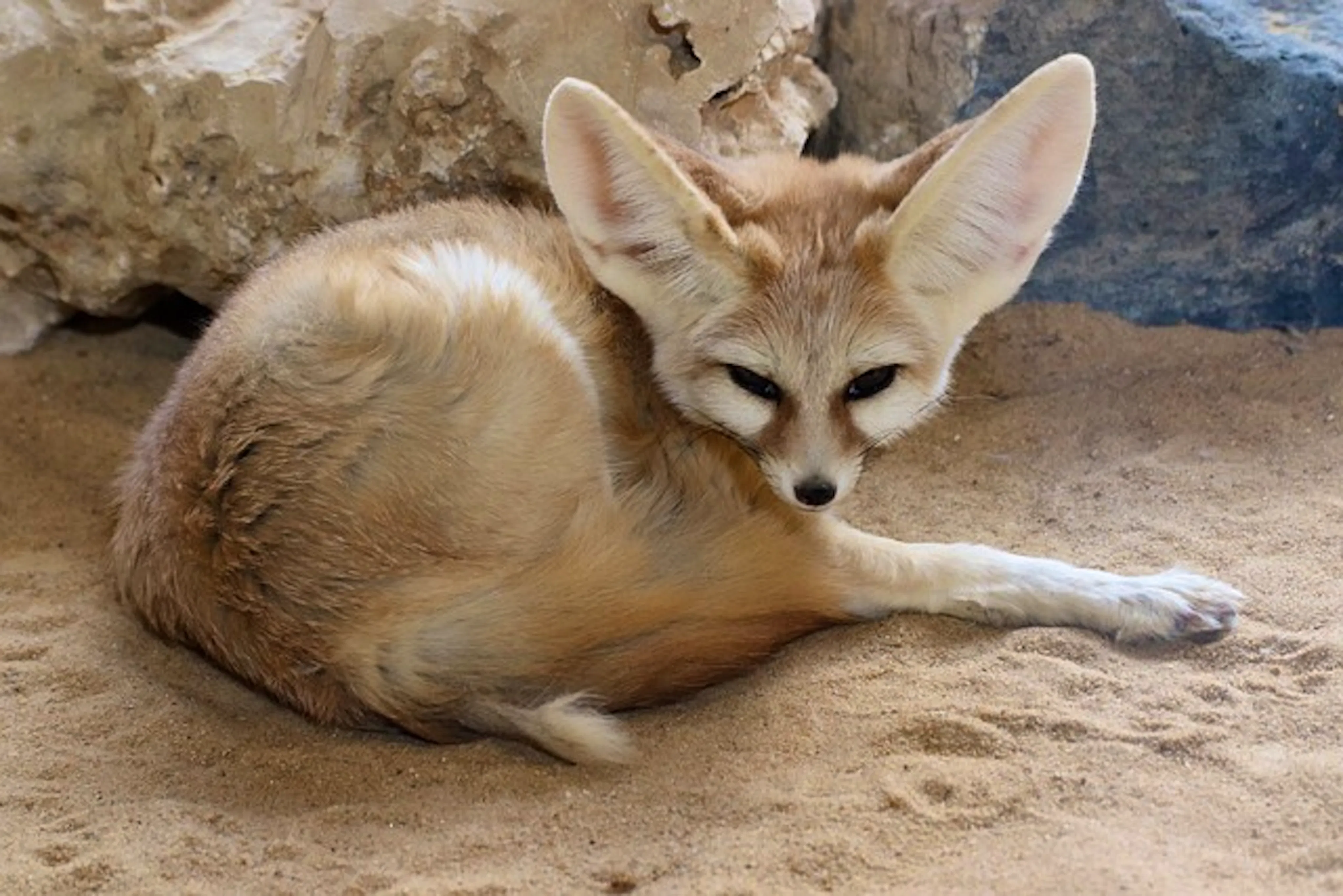 Animals in Morocco Desert: Meet the Sahara’s Most Elusive Inhabitants