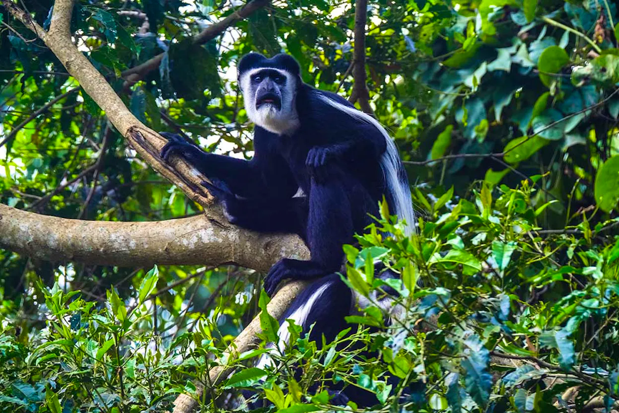 Animals On Kilimanjaro: What Might You See On Your Trek?