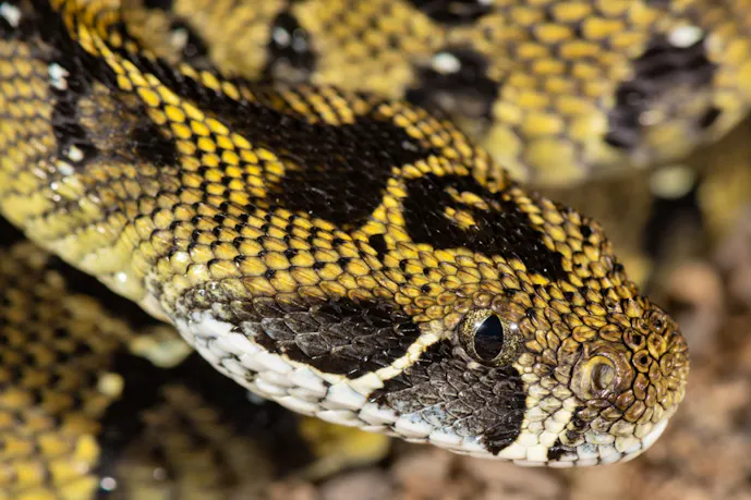 Wildlife and Nature on the Mt Toubkal Trek